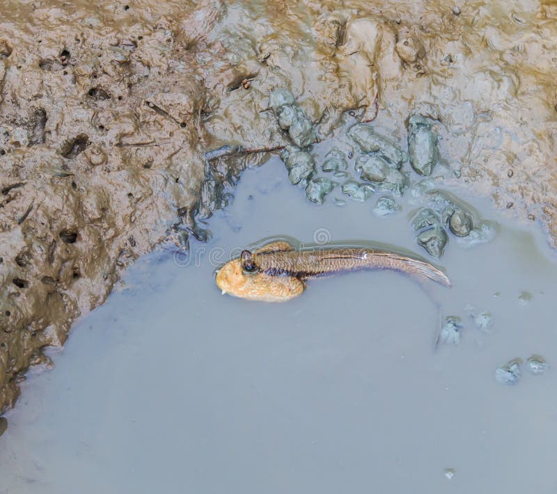 Mudskipper stock photo. Image of hobbies, amphibian, cobitis - 57918470