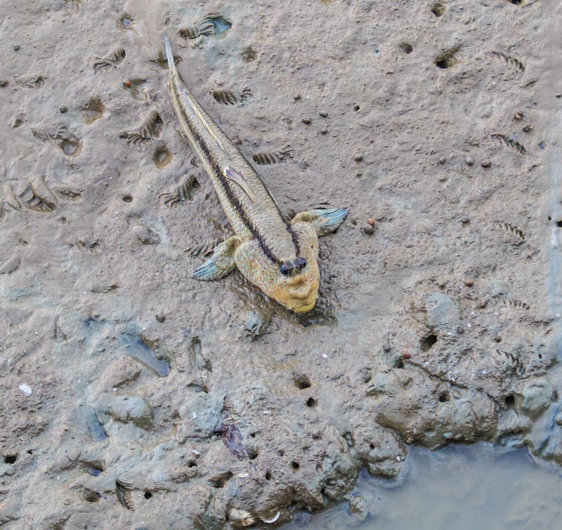 Mudskipper stock image. Image of creature, nature, fins - 57960335
