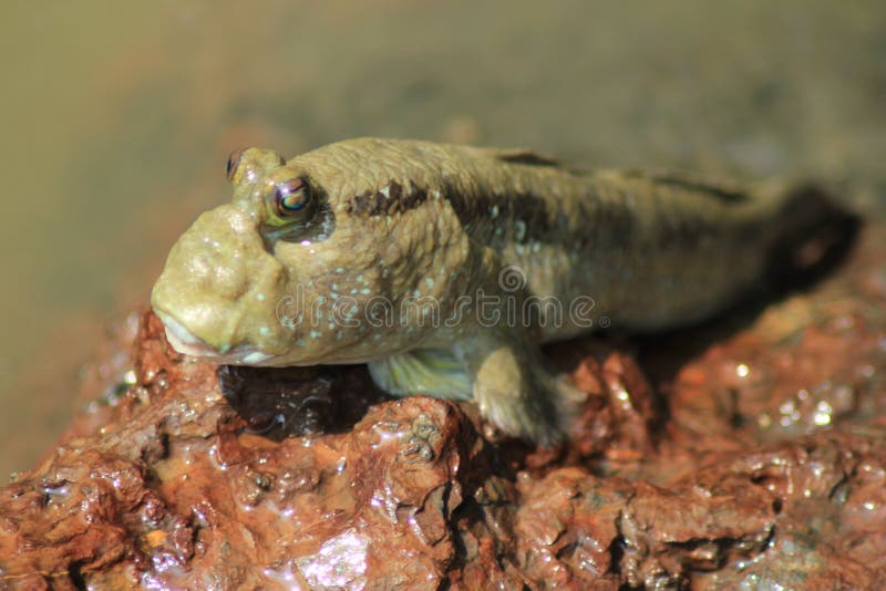 Mudskipper stock image. Image of fish, waiting, mudskipper - 35168735