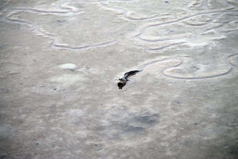 Mudskipper and Mudskipper S Trails on the Watery Mudflat, Front View ...