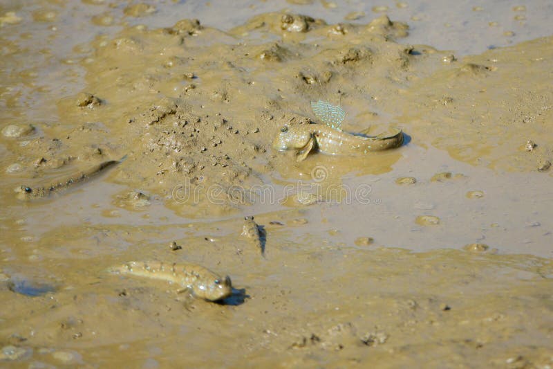 Mudskipper stock image. Image of animals, fish, shuttles - 317049453