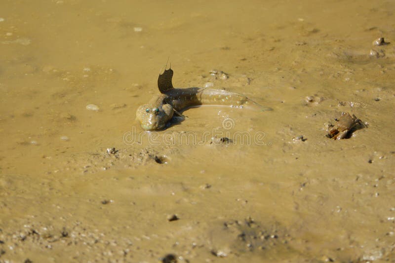 Mudskipper stock image. Image of pectinirostris, fish - 317049521