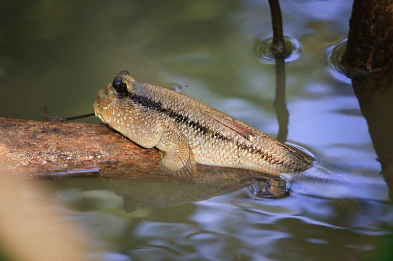 Mudskippers or Amphibious Fishes Stock Image - Image of asian, fish ...