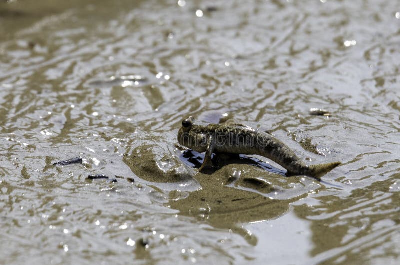 Mudskippers fish stock image. Image of spotted, wildlife - 147628177
