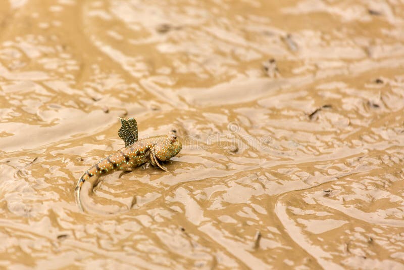 Mudskippers or Amphibious Fishes Stock Image - Image of asian, fish ...
