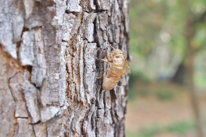 Mue D'insecte Avec Vue Macro De L'arbre Image stock - Image du faune ...