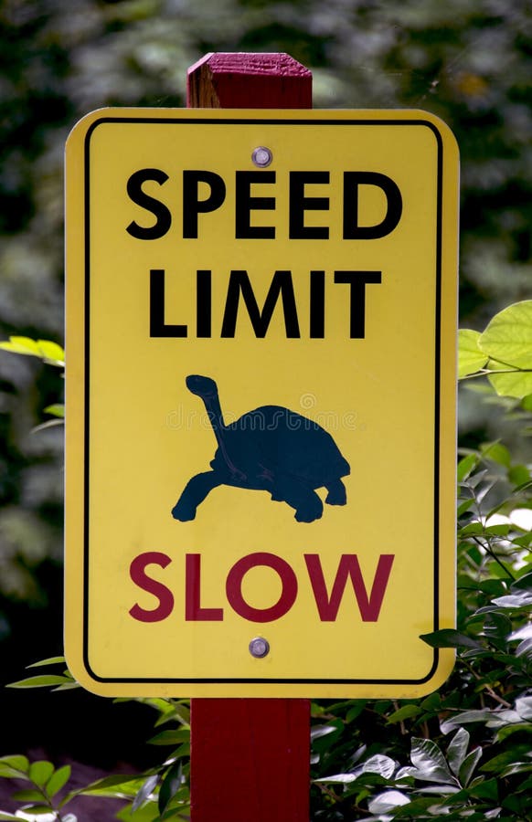 2,101 Tortuga Dibujo Fotos Fotos de stock - Fotos libres de regalías de ...