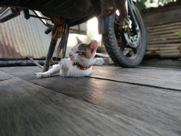 Muezza stock photo. Image of muezza, footwear, animal - 220052934