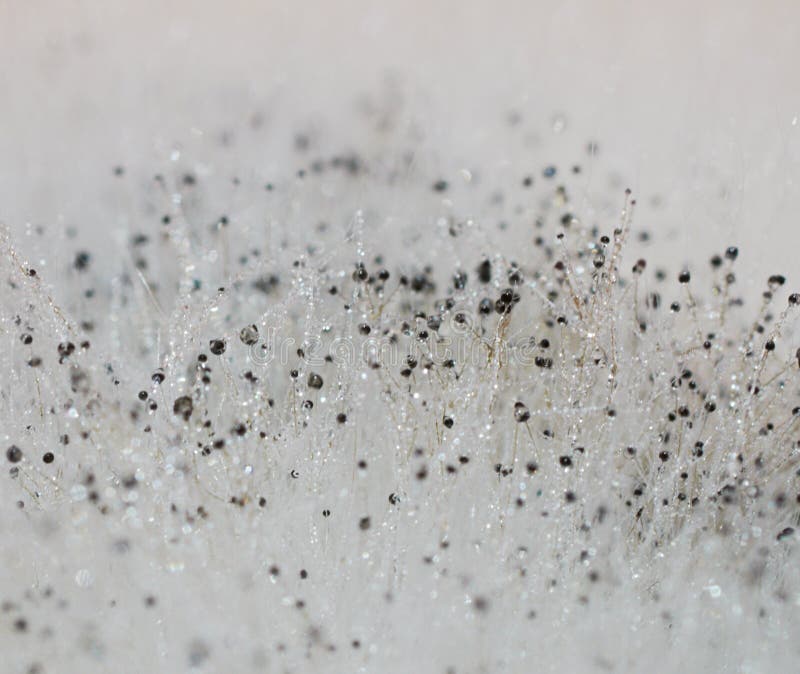 Fotografia Al Microscopio Di Muffa Aspergillus Fotografia Stock ...