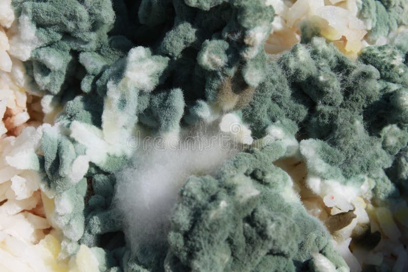 Muffa immagine stock. Immagine di sviluppo, biologia - 29398903