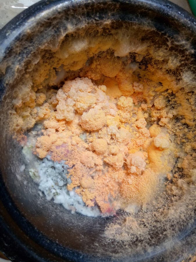 Muffa immagine stock. Immagine di biologia, antibatterico - 93257691