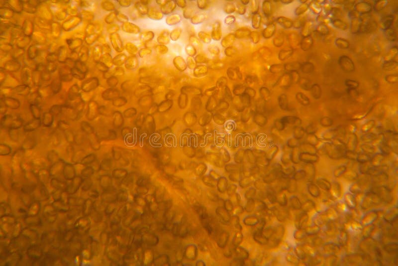 Muffa al microscopio immagine stock. Immagine di petri - 111147281