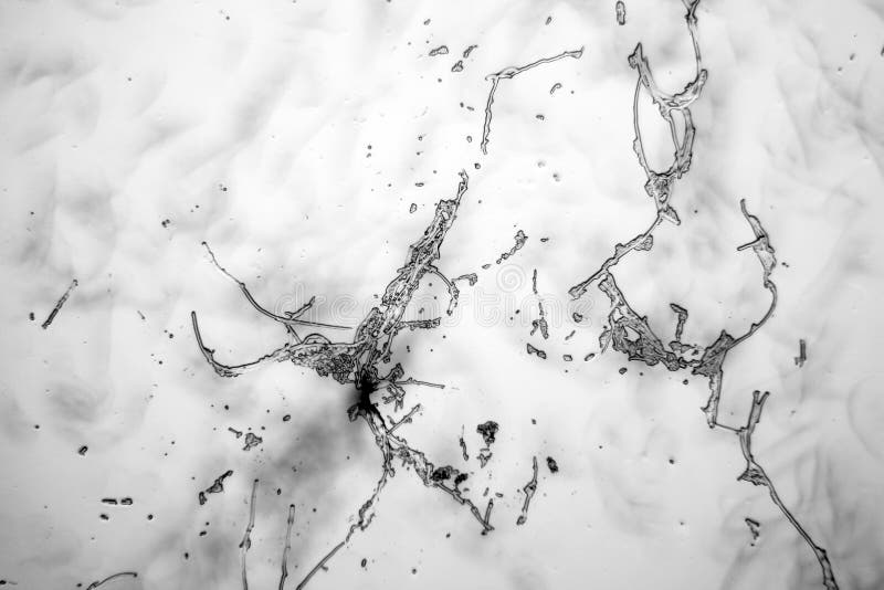 Muffa al microscopio fotografia stock. Immagine di sfondo - 111147618