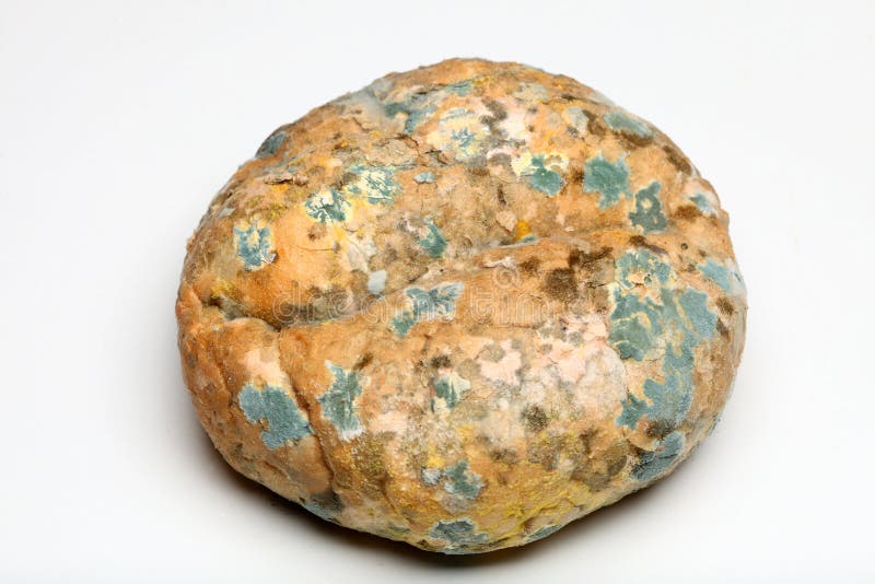 Muffa Che Cresce Su Un Suolo Nel Vaso Di Fiore Con La Pianta Della Casa ...