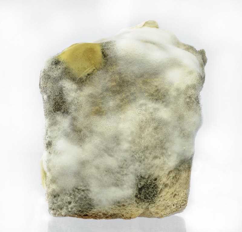 Muffa del pane fotografia stock. Immagine di fungo, spora - 49072756