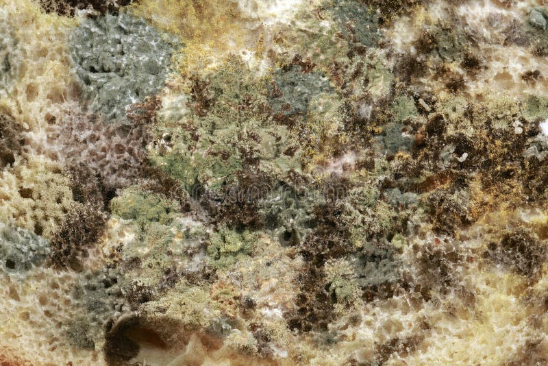 Primo Piano Della Muffa Di Pane - Rhizopus Nigricans Immagine Stock ...