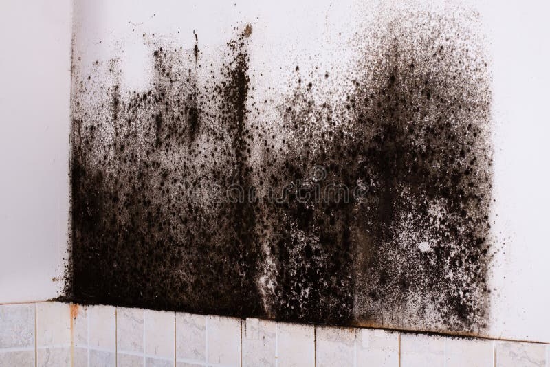La Vecchia Muffa Bianca Sul Pane. Cibo Avariato. Muffa Sul Cibo ...