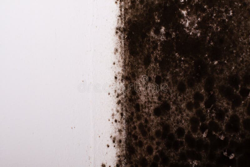 Muffa nera su un soffitto fotografia stock. Immagine di parete - 36537554