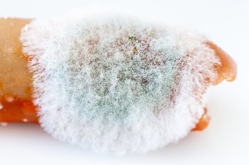 Muffa sul cibo immagine stock. Immagine di fungo, marcio - 32464779