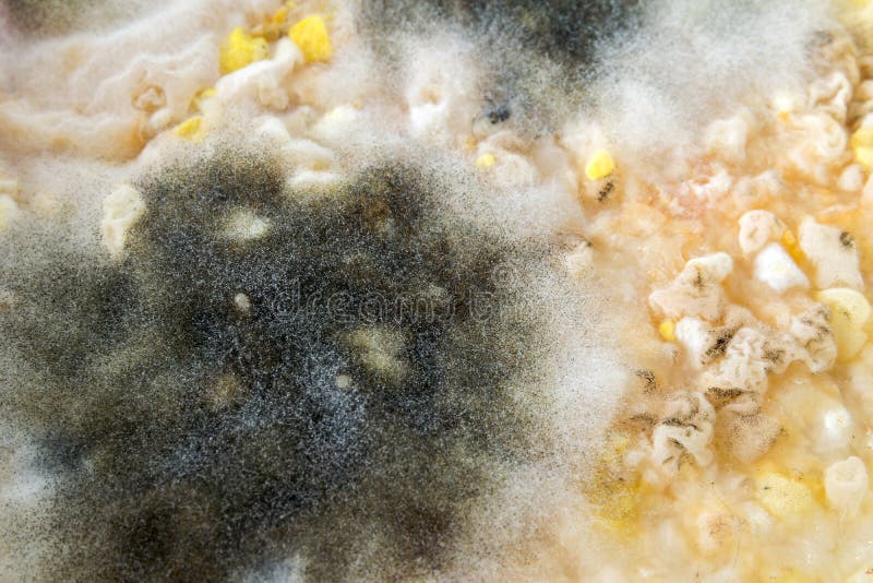 Muffa su cibo e texture fotografia stock. Immagine di sviluppo - 81140434