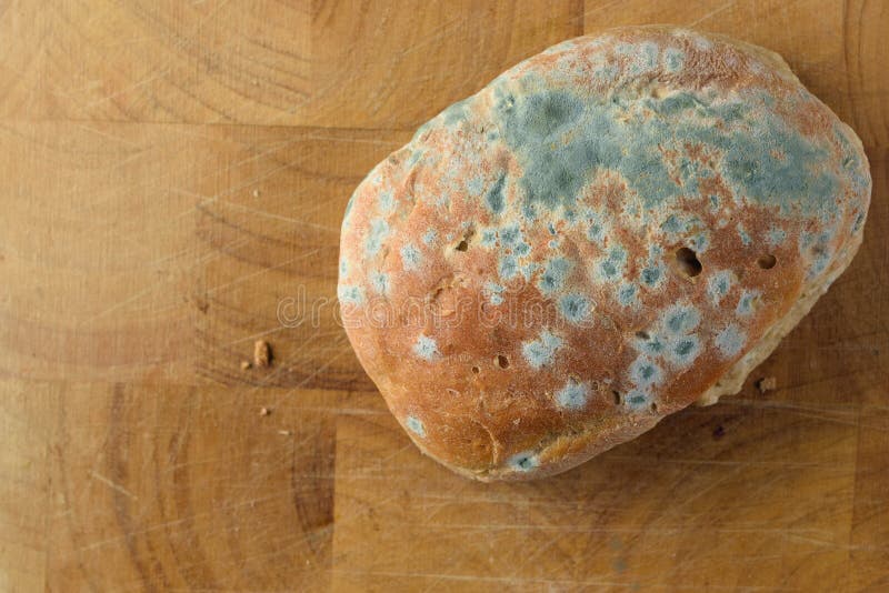 Muffa su pane immagine stock. Immagine di verde, prima - 108932757