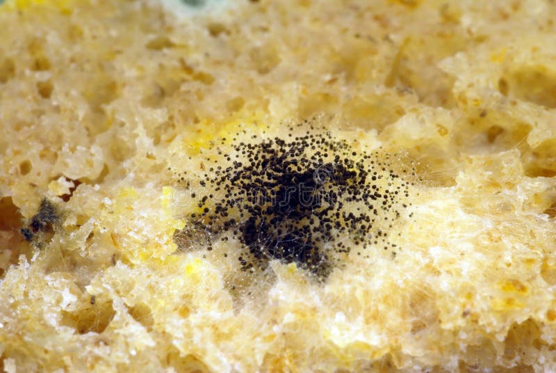 Muffa sul pane fotografia stock. Immagine di ammuffito - 17408156