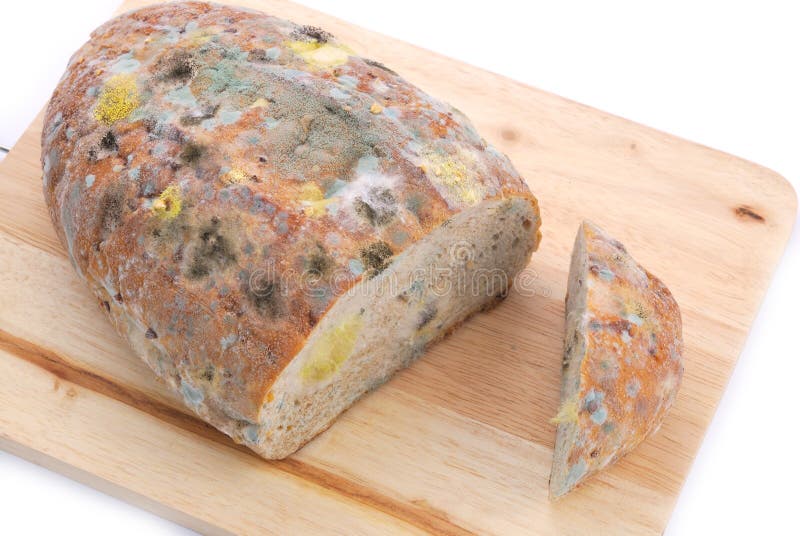 Muffa su pane immagine stock. Immagine di batterio, muffa - 43692329