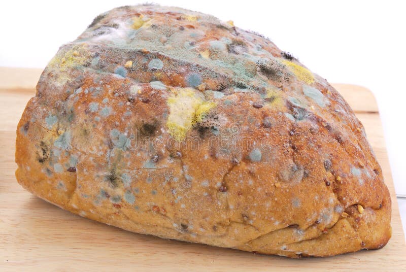 Muffa su pane immagine stock. Immagine di batterio, muffa - 43692329