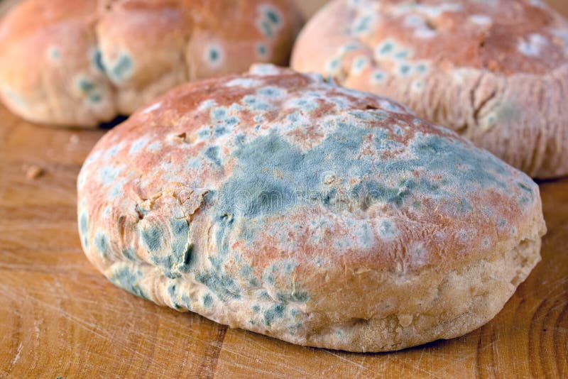 Muffa su pane immagine stock. Immagine di verde, prima - 108932757