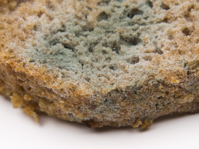 Muffa sul pane di segale immagine stock. Immagine di rudezza - 12925475