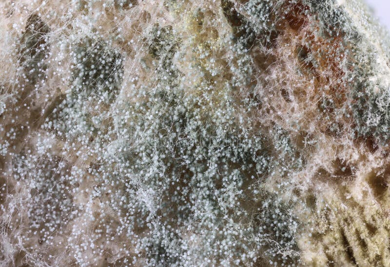 Muffa Sulle Fette Di Pane Bianco Muffa Su Alimento Pane Con Muffa ...