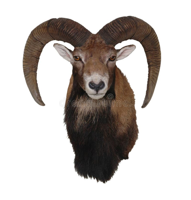 Wall-mounted Mufflon Trophy Isolated on White Stock Image - Image of ...