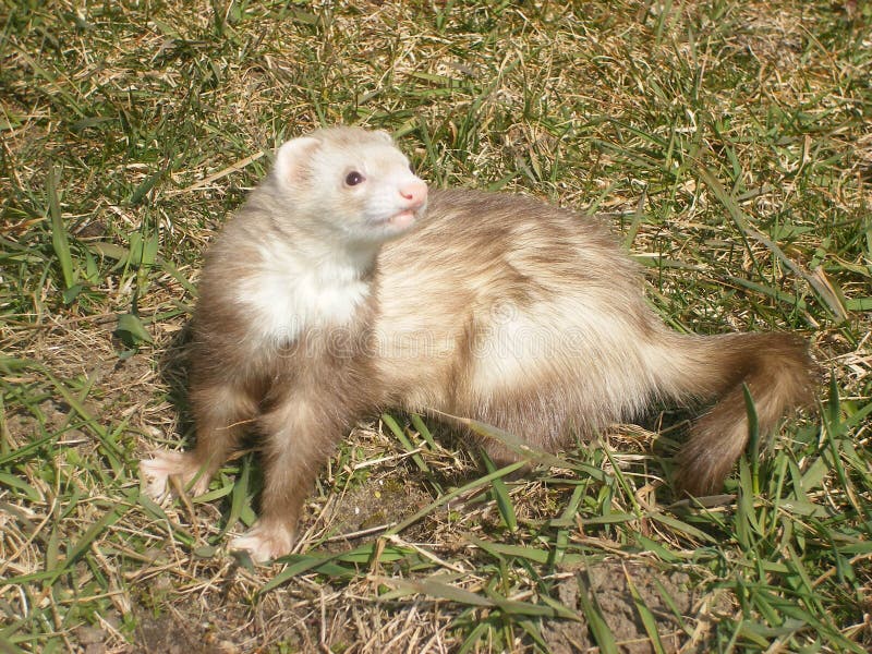 Muffy stock image. Image of ferrets, ferret, cute, animal - 5303595