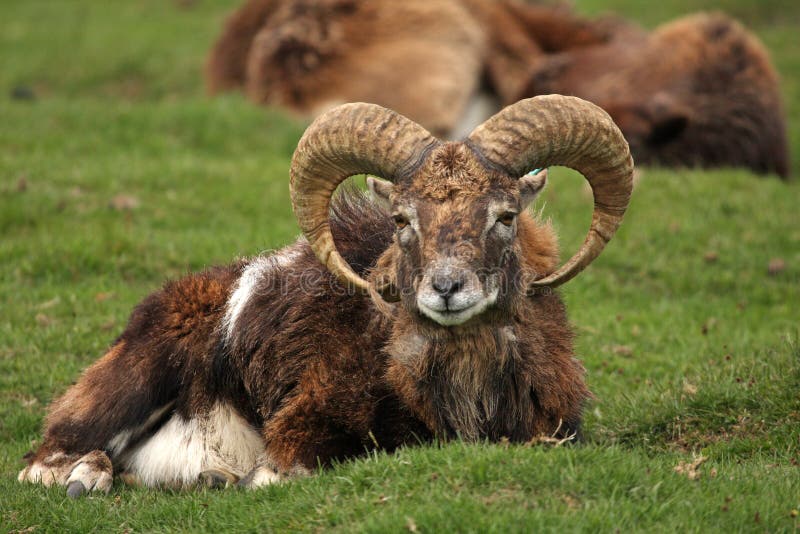 Muflon zdjęcie stock. Obraz złożonej z wspinaczka, dziki - 5223426