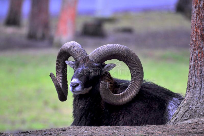 Muflon stock foto. Image of rust, geïsoleerd, europa - 88875598