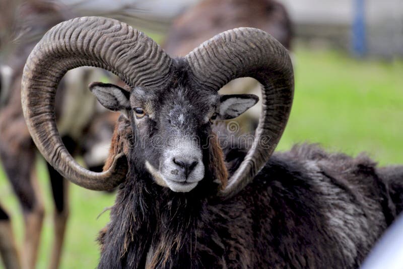 Muflon stock foto. Image of rust, geïsoleerd, europa - 88875598