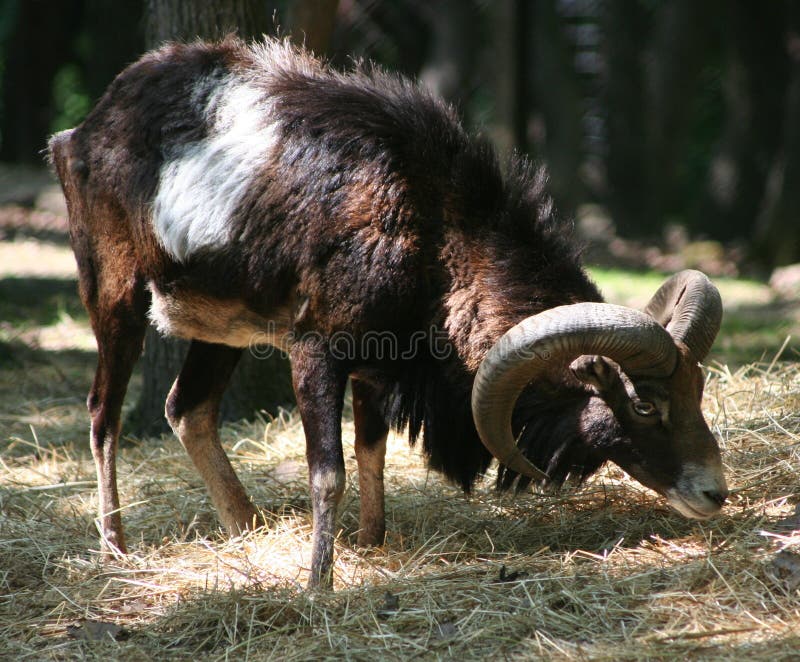 Muflon 2 stock image. Image of ovis, animals, wild, horn - 98607
