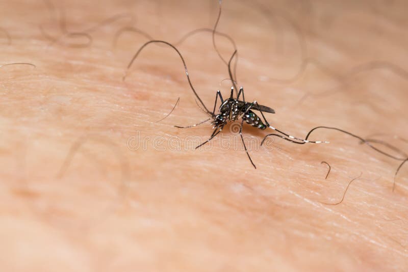 Mug stock afbeelding. Image of wild, milieu, diversiteit - 72329031