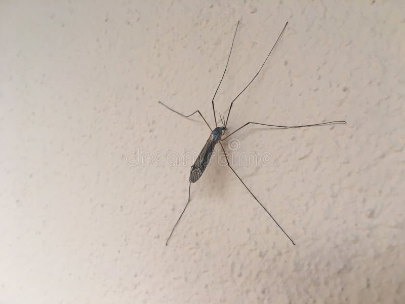 Mug stock foto. Image of muur, wild, dier, insect - 92130090