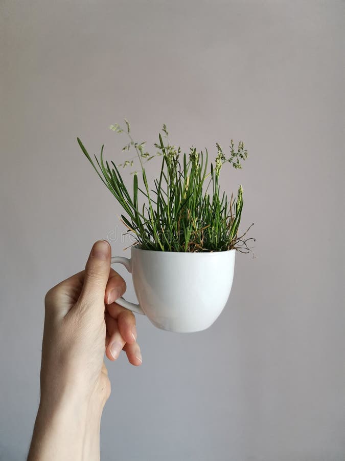 Mug with grass in the hand stock image. Image of botany - 178768711