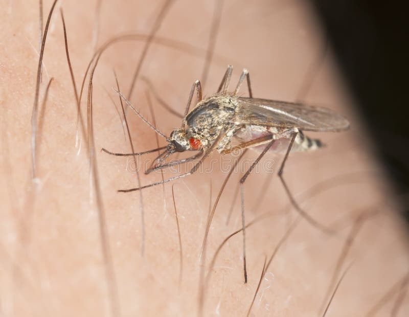 Mug Met Parasiet Zuigend Bloed Stock Afbeelding - Image of dier ...