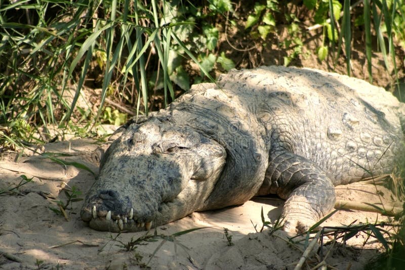 Mugger Crocodile stock photo. Image of park, crocodylus - 16621488
