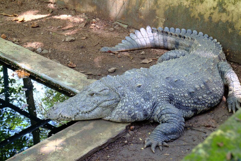 Mugger Crocodile (Crocodylus Palustris) Stock Photo - Image of nature ...