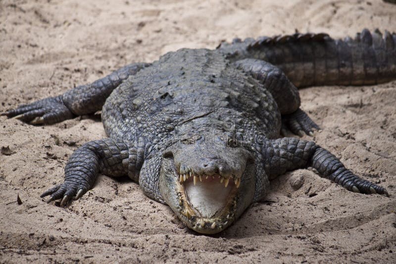 Mugger or Marsh Crocodile stock photo. Image of mugger - 22099428