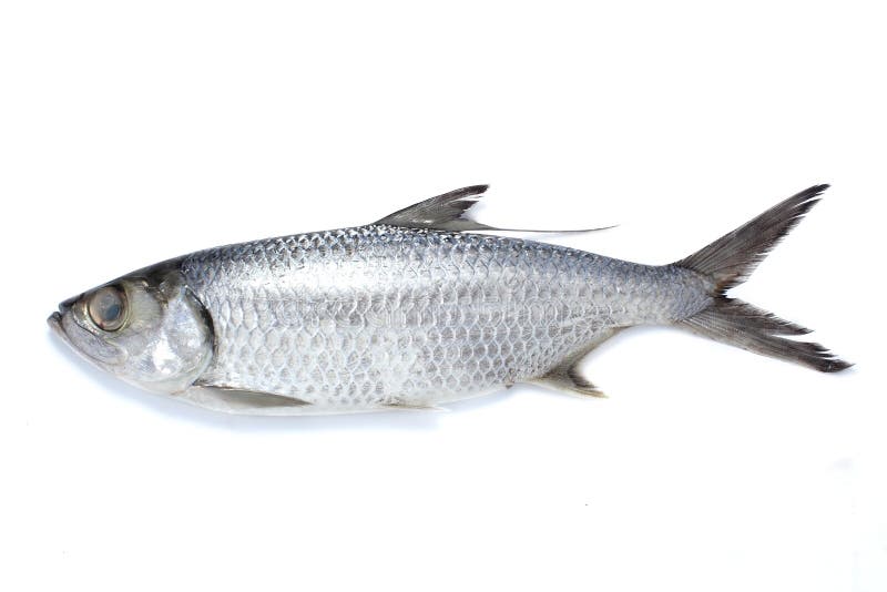 Mugilidae fish stock image. Image of mullet, local, tail - 11860431