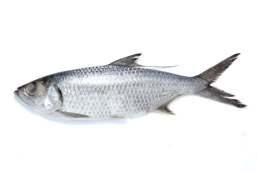Mugilidae fish stock image. Image of mullet, local, tail - 11860431