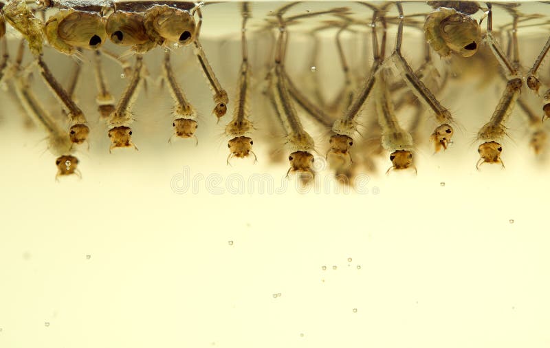 De larve van de mug stock afbeelding. Image of microscopisch - 5196261