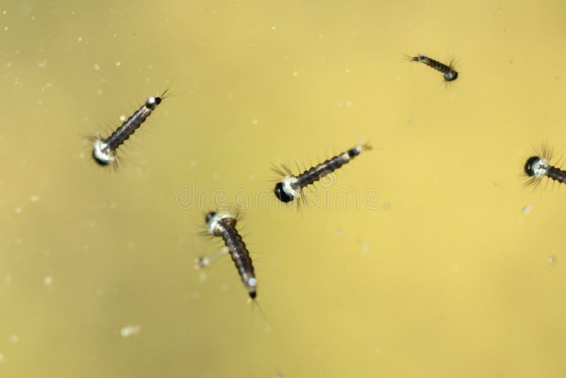 Larven En Pupae Van De Muggen in Het Water Stock Foto - Image of ...