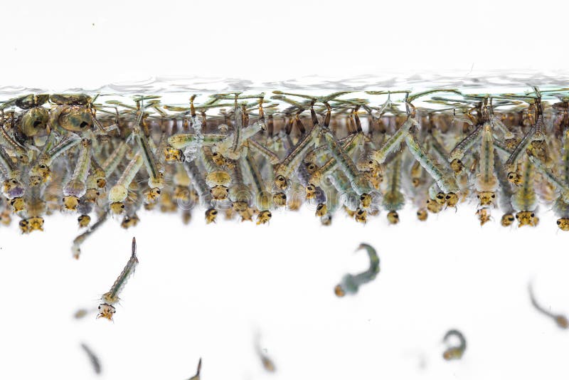Muggenlarven stock afbeelding. Image of water, muggen - 208207083