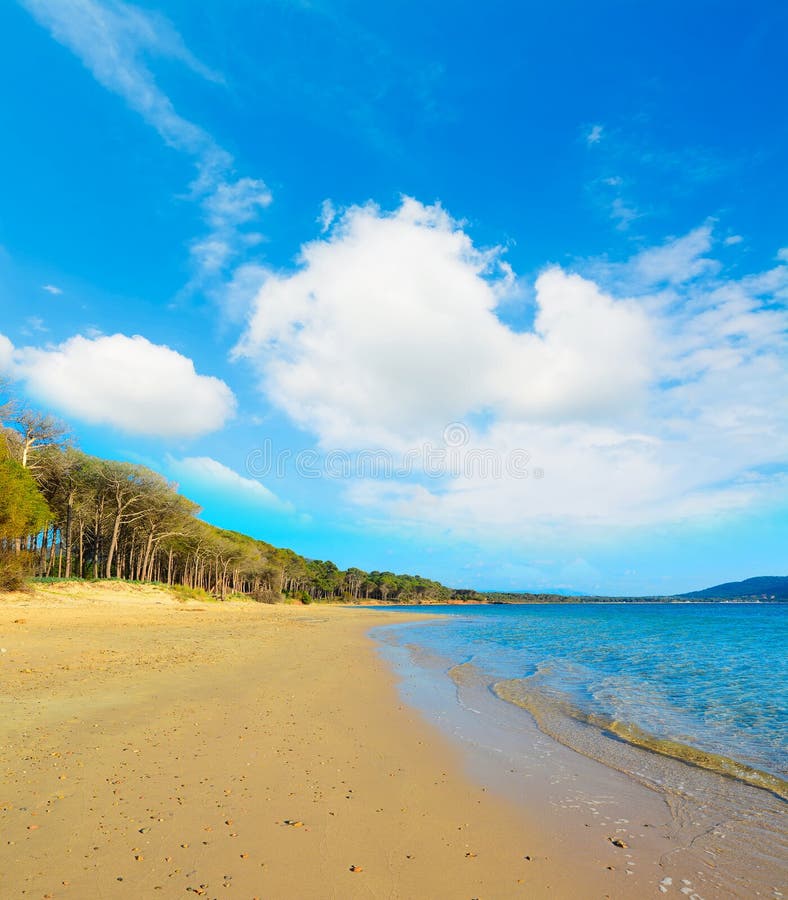 Mugoni beach under clouds stock photo. Image of pine - 56563590